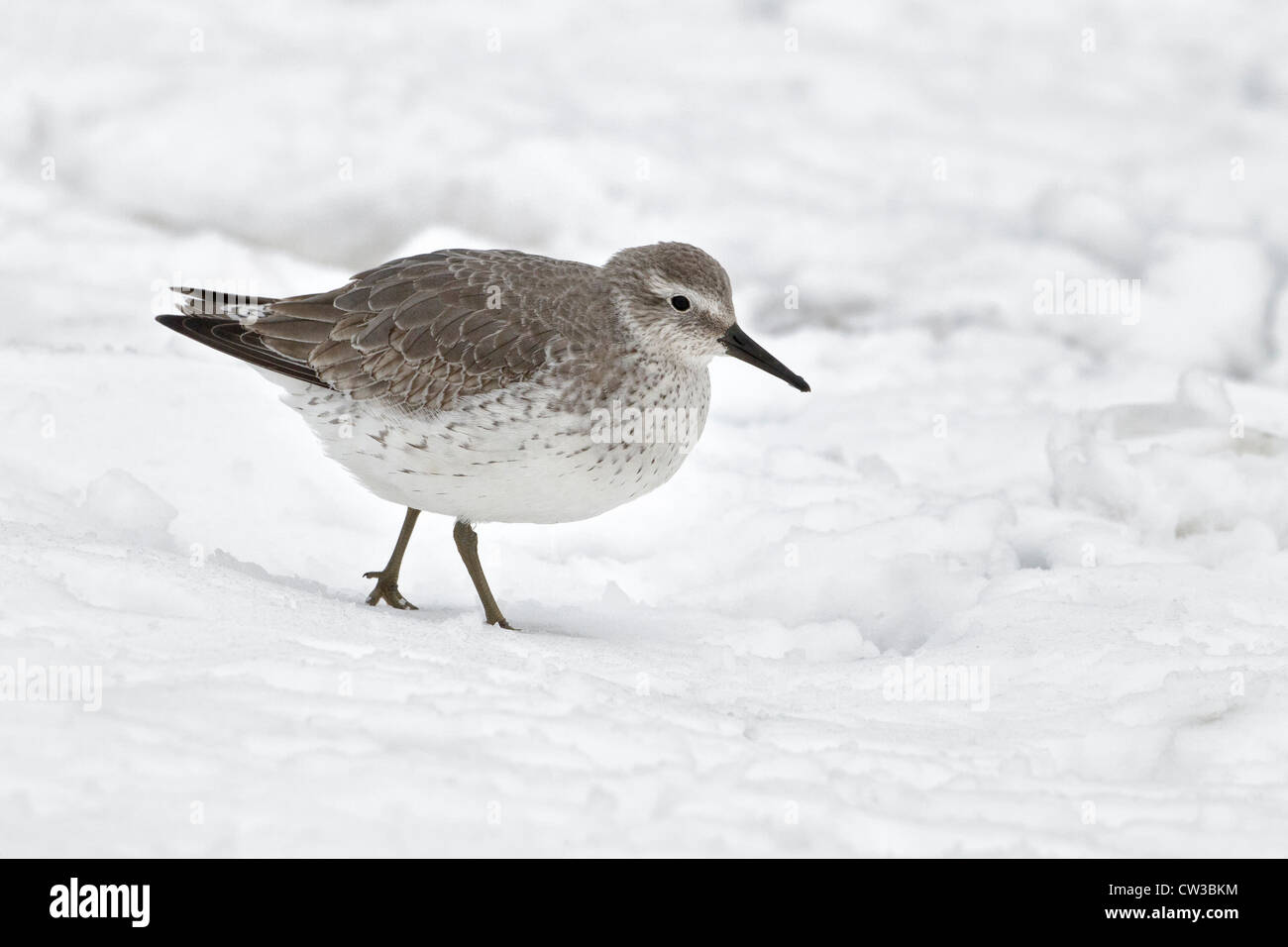 Red knot winter plumage hi-res stock photography and images - Alamy