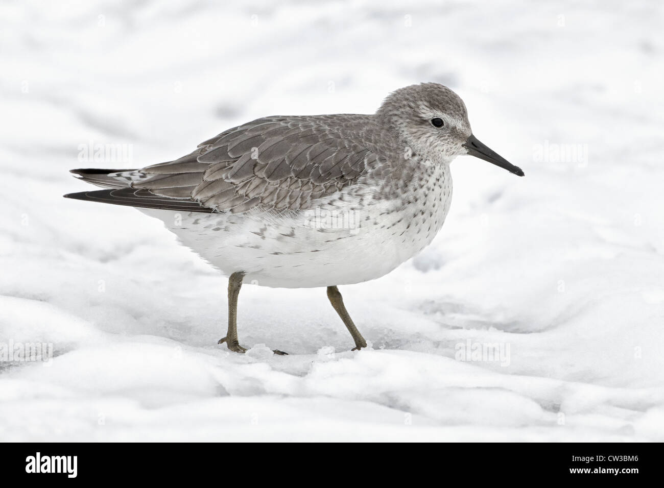 winter plumage Knot/ Red Knot walking on snow Stock Photo - Alamy