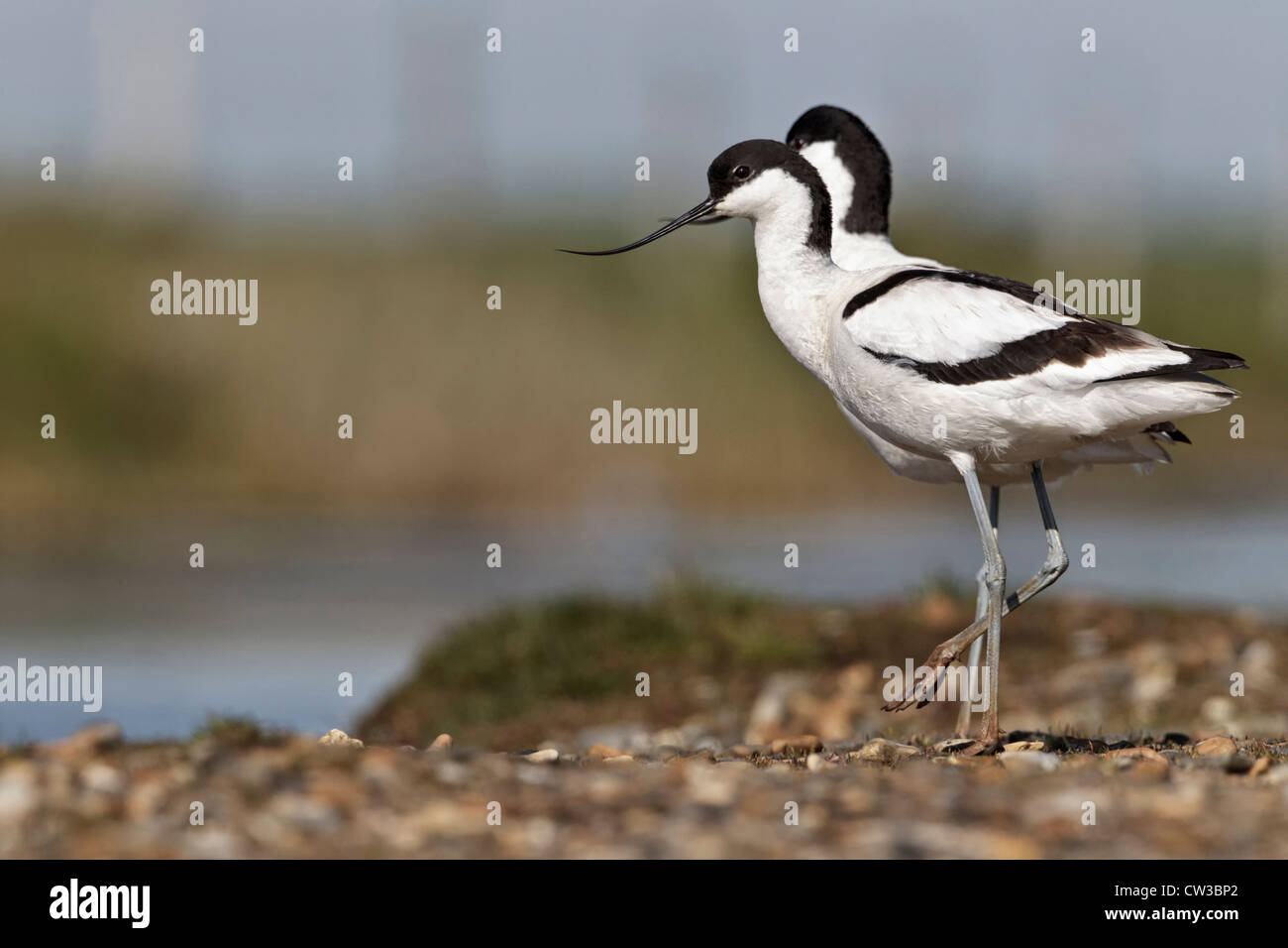 Avocet/ Pied Avocet Stock Photo - Alamy