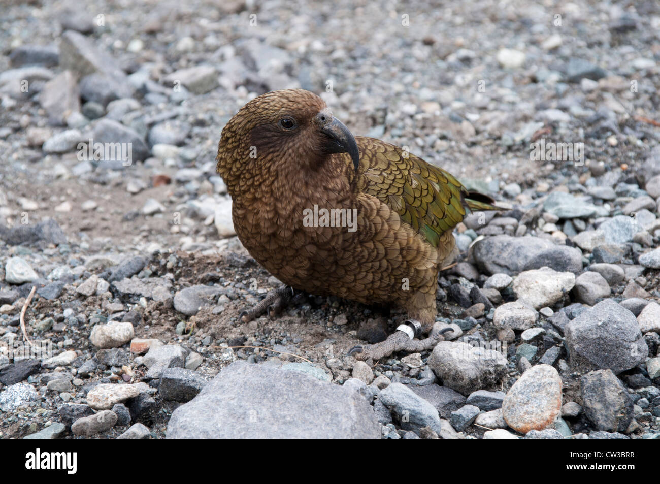 Keas are curious and very intelligent parrots living only in New ...