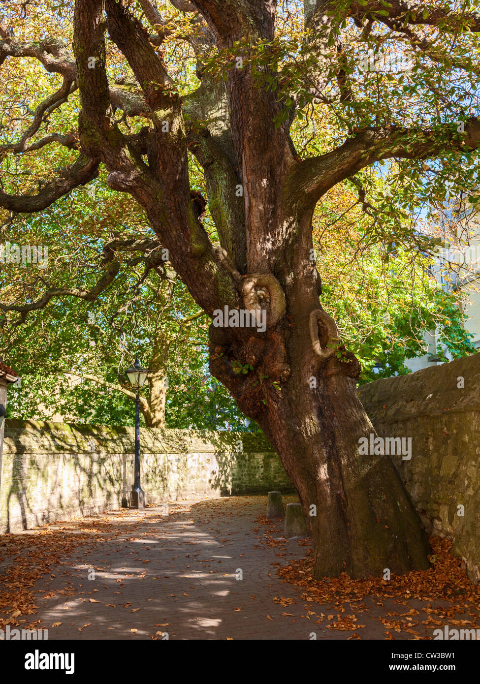 Lamb & Flag Passage, Oxford Stock Photo - Alamy Lamb & Flag Passage, Oxford Stock Photo - Alamy