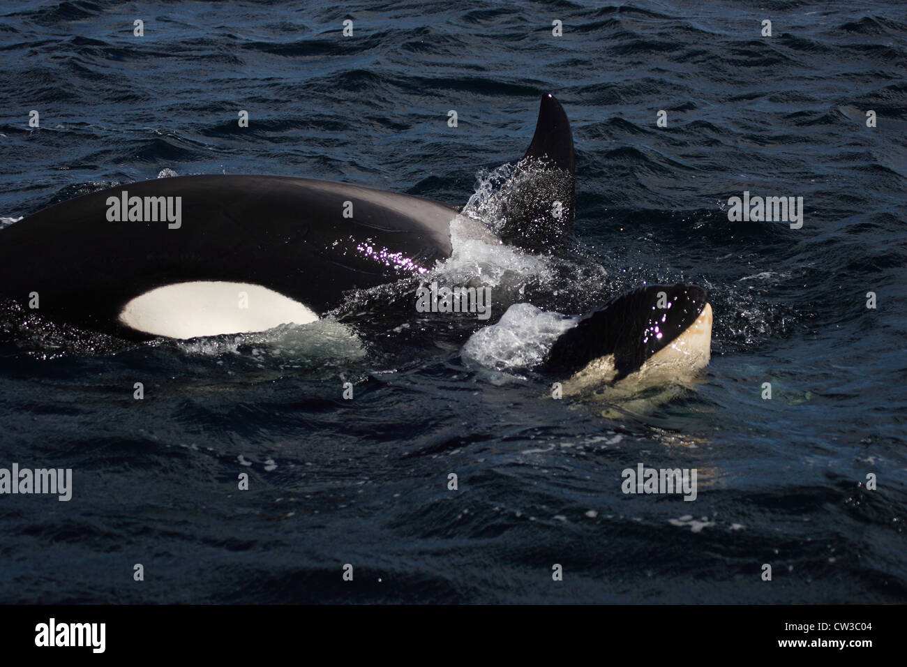 Killer Whale Orcinus orca off Mousa RSPB reserve, Shetland Islands ...