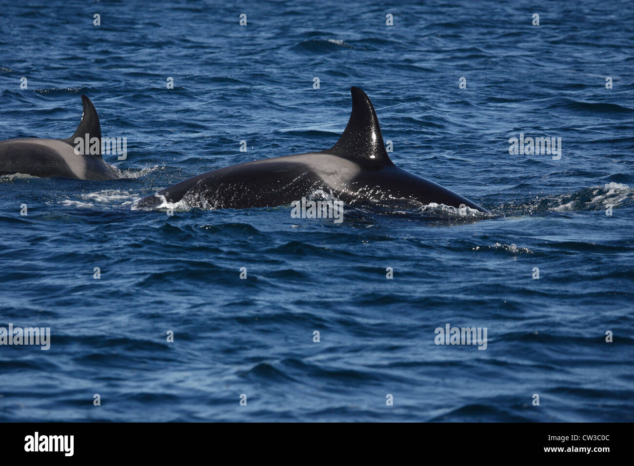 Killer Whale Orcinus orca off Mousa RSPB reserve, Shetland Islands ...