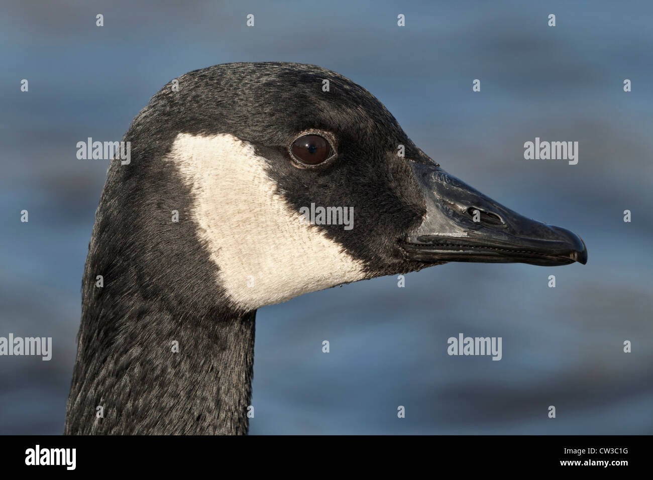Adult Canada Goose facial portrait Stock Photo - Alamy
