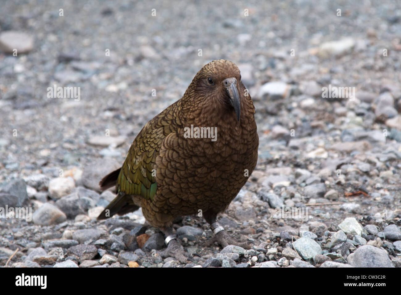 Keas are curious and very intelligent parrots living only in New ...