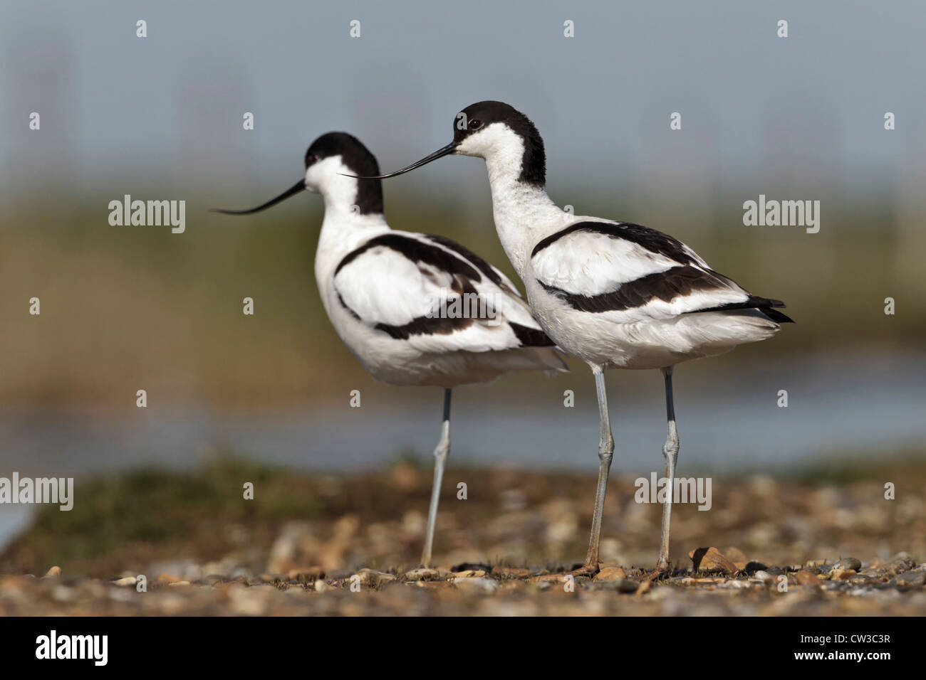 Avocet/ Pied Avocet Stock Photo - Alamy