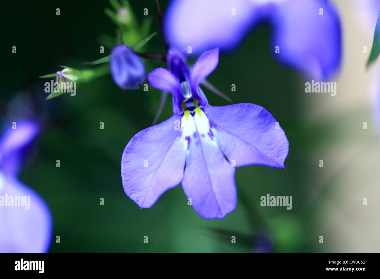 Yellow lobelia hi-res stock photography and images - Alamy