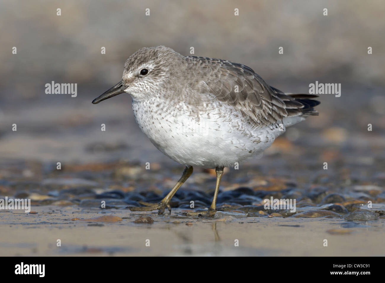 Red knot bird hi-res stock photography and images - Alamy