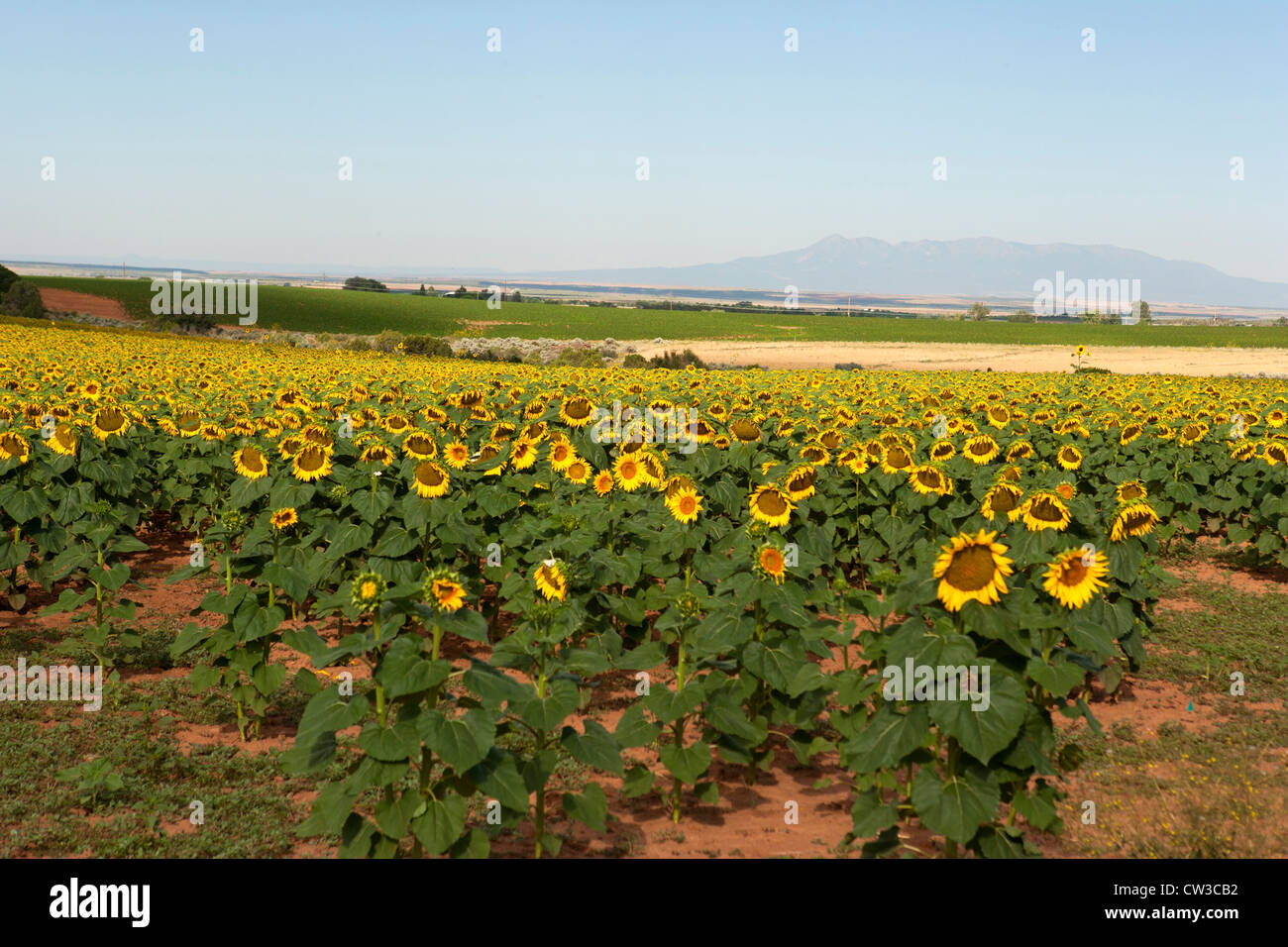 a sun flower field in southwest Colorado Stock Photo - Alamy