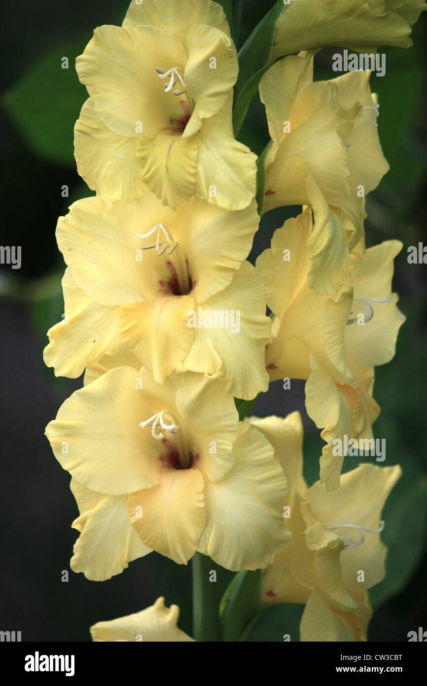 Garden gladiola hi-res stock photography and images - Alamy