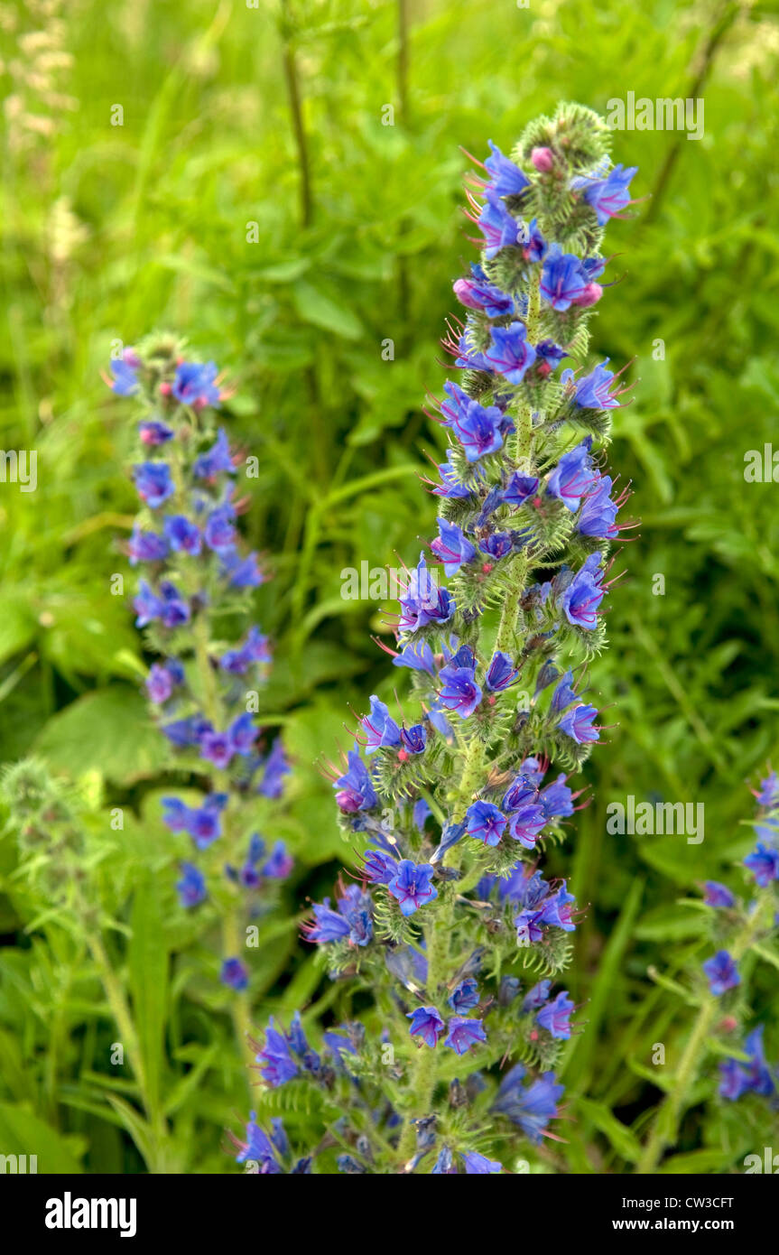 Natural wild flowers hi-res stock photography and images - Alamy