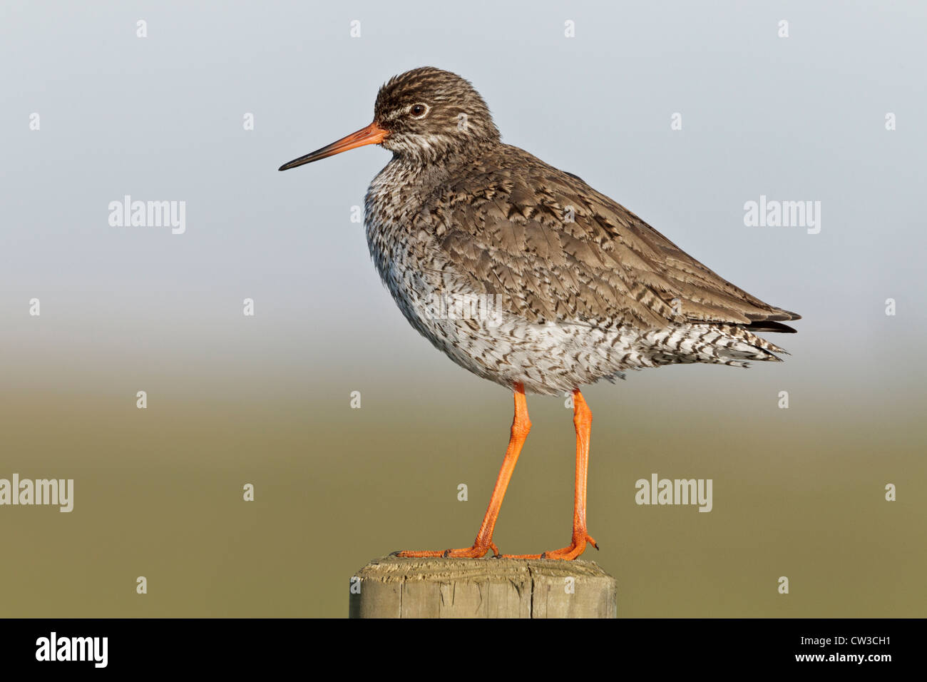 Redshank uk spring hi-res stock photography and images - Alamy