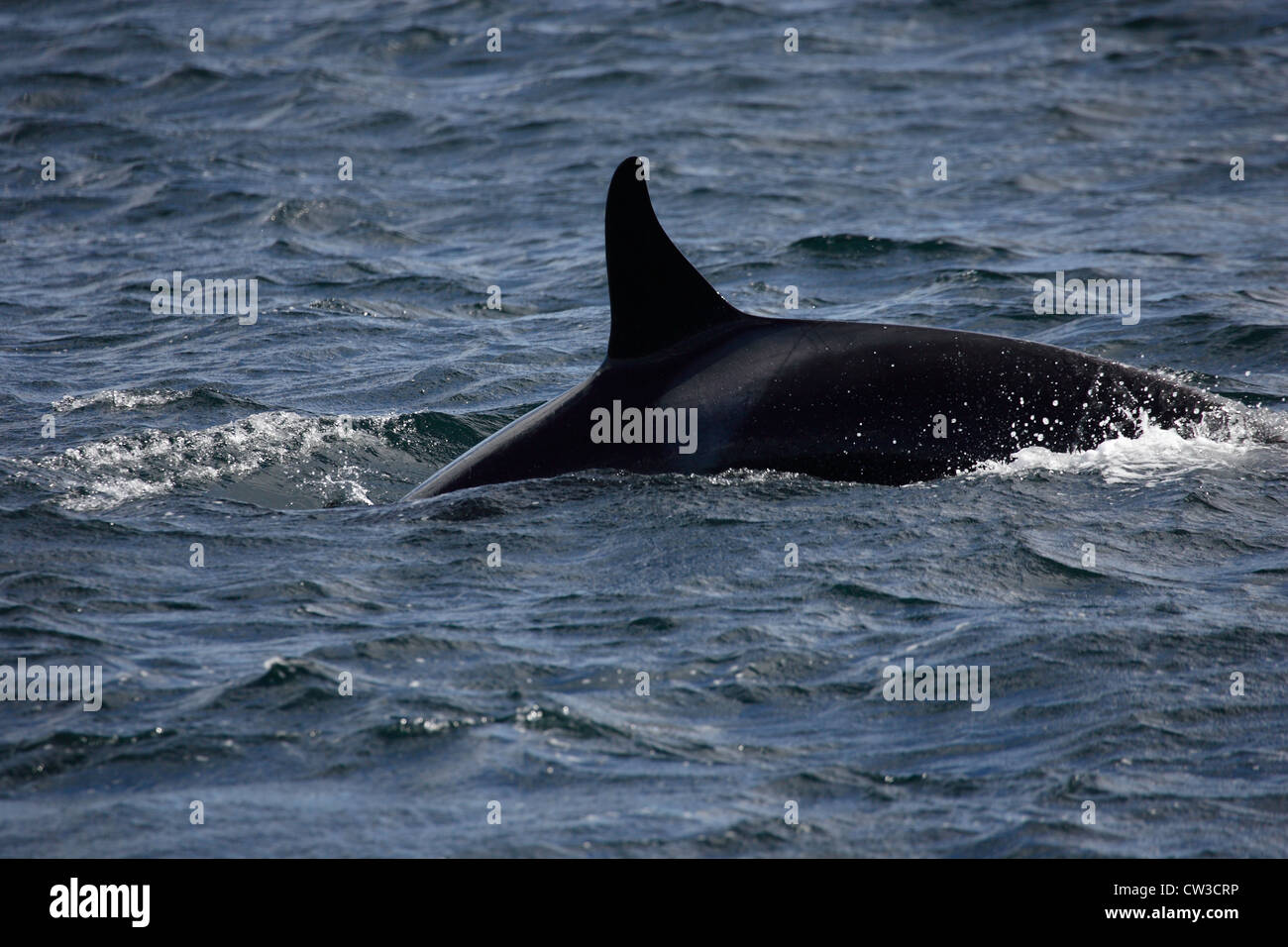 Killer Whale Orcinus orca off Mousa RSPB reserve, Shetland Islands ...