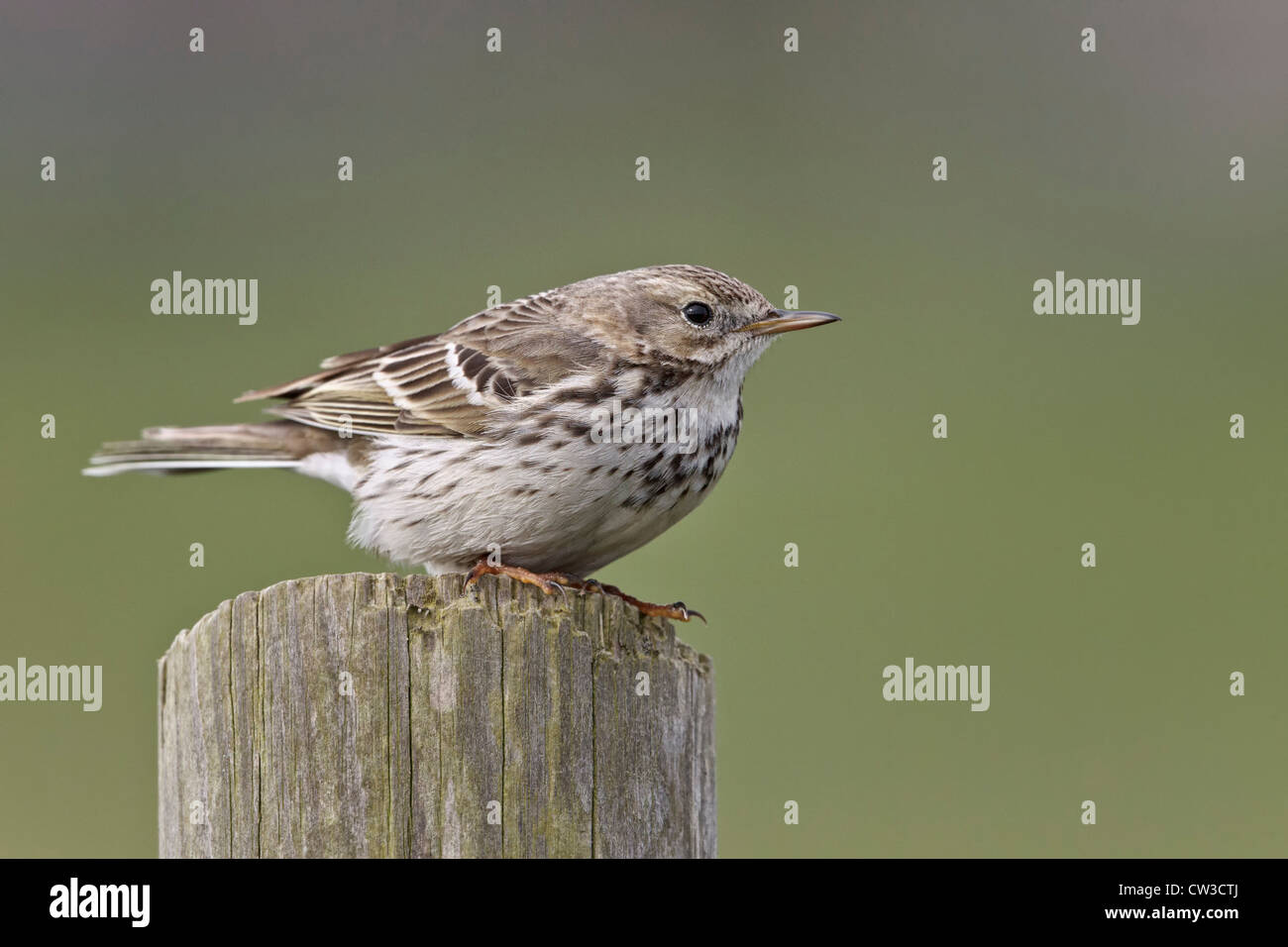 Meadow pipit farm bird hi-res stock photography and images - Alamy