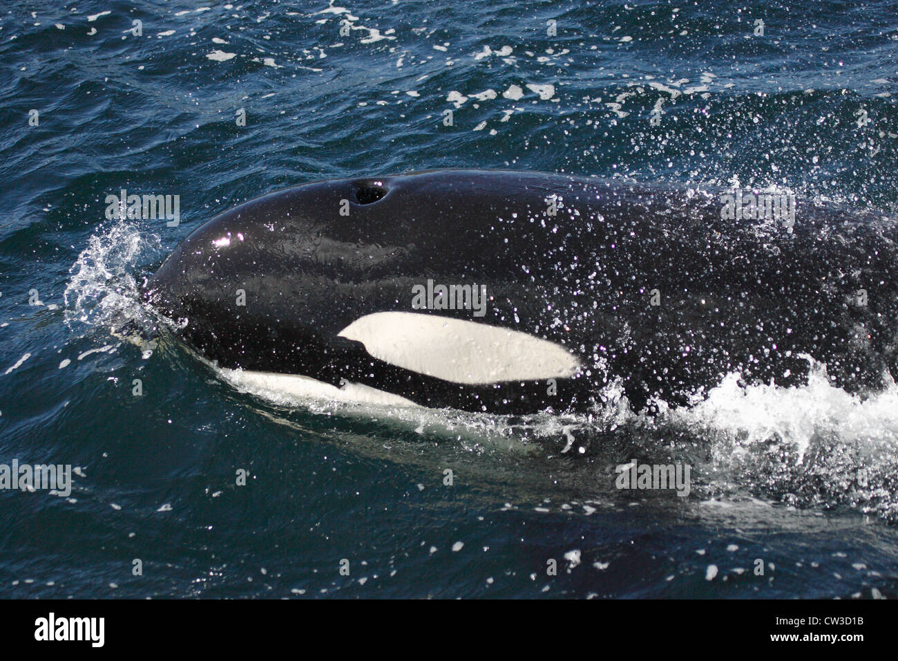 Killer whale and scotland hi-res stock photography and images - Alamy