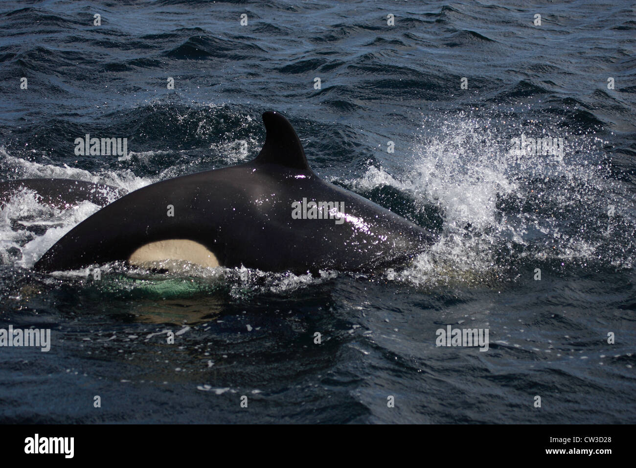 Killer Whale calf Orcinus orca off Mousa RSPB reserve, Shetland Islands ...