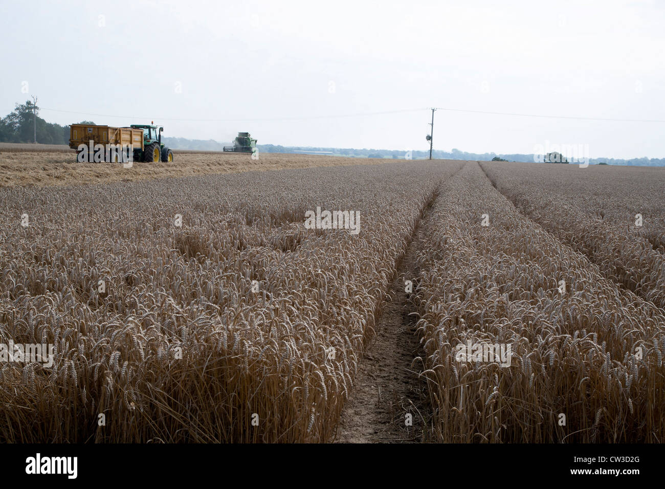 Combine Harvester working cutting crops Stock Photo - Alamy