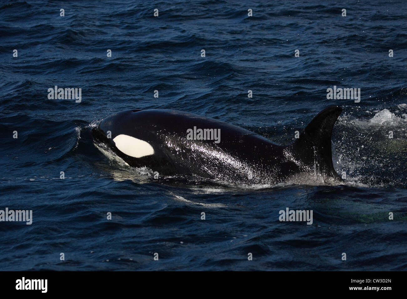 Killer Whale Orcinus orca off Mousa RSPB reserve, Shetland Islands ...