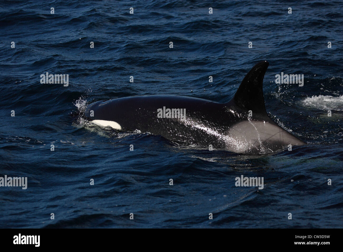 Killer Whale Orcinus orca off Mousa RSPB reserve, Shetland Islands ...