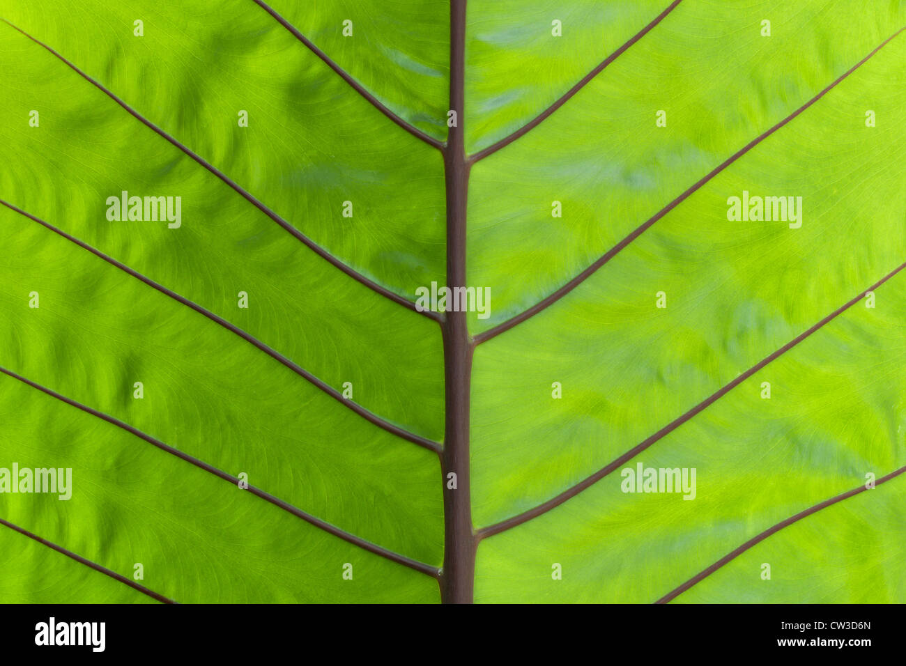 Leaf of a plant close up Stock Photo - Alamy