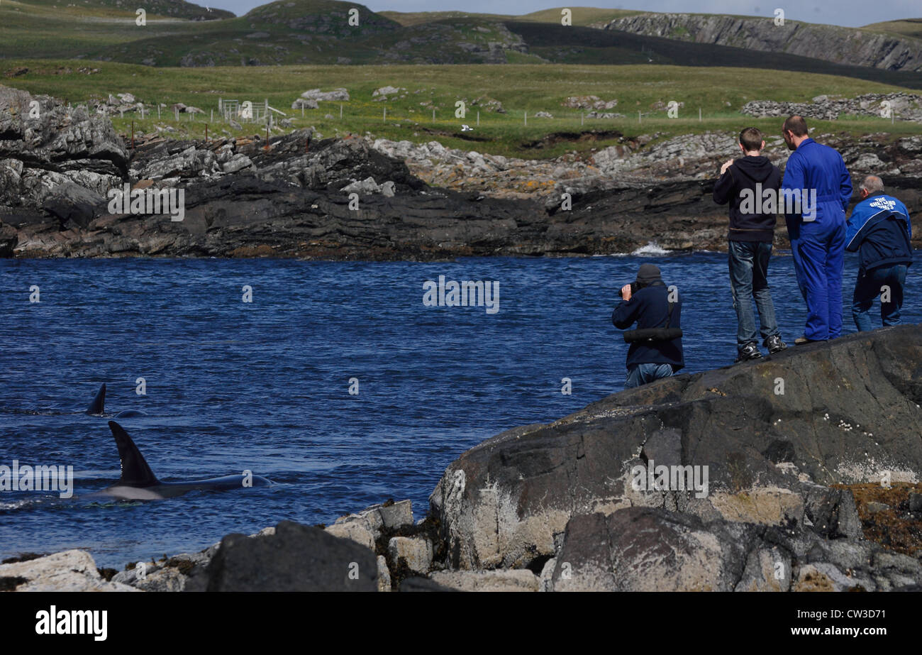 Killer Whales Orcinus orca and photographers, Shetland Islands ...
