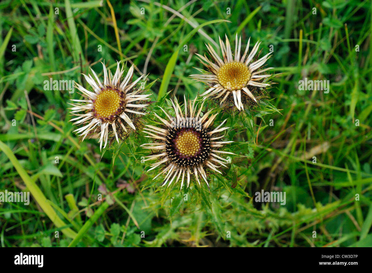 Carline Thistle - Carlina vulgaris Stock Photo - Alamy