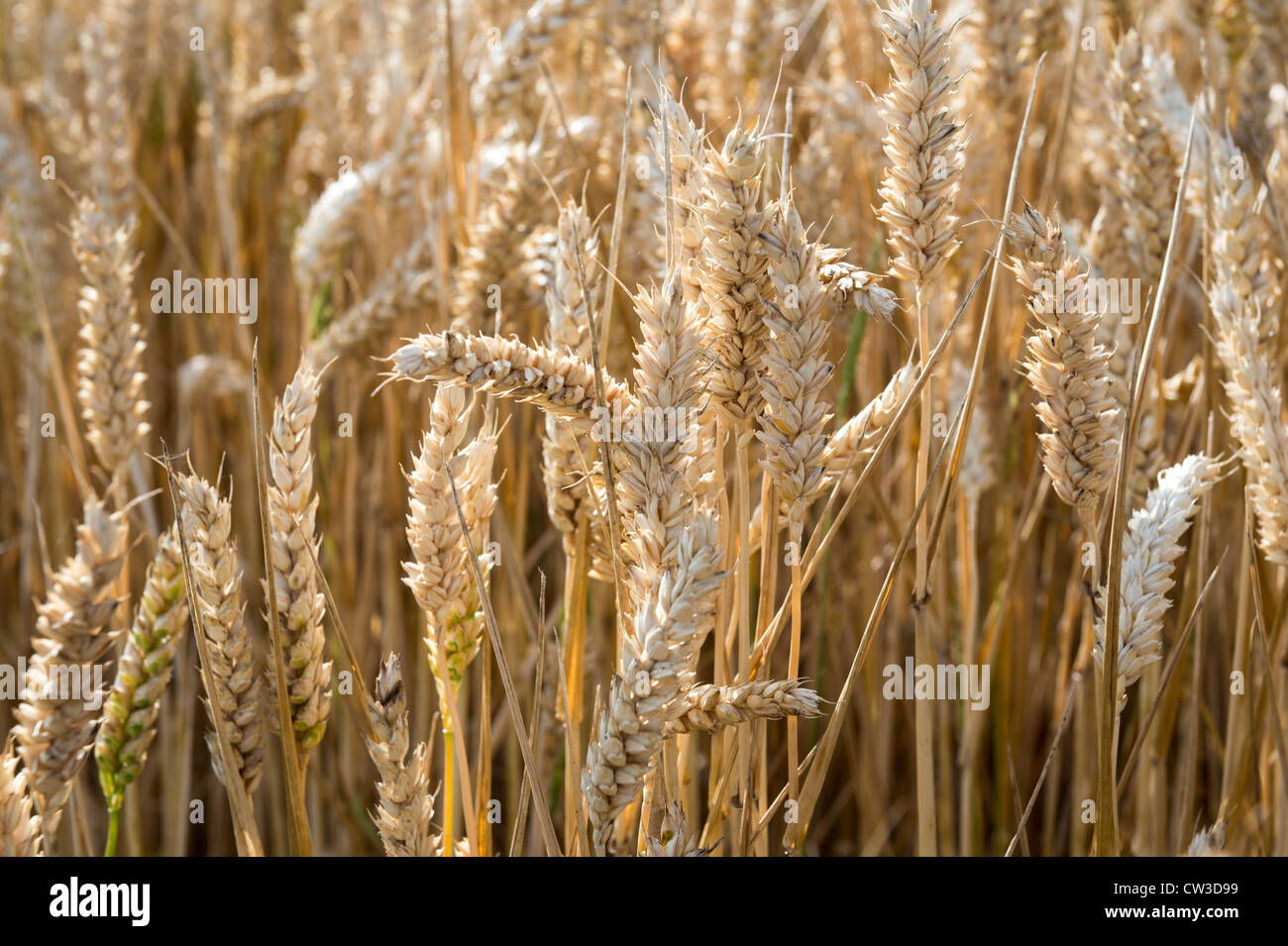 Ears of crop hi-res stock photography and images - Alamy