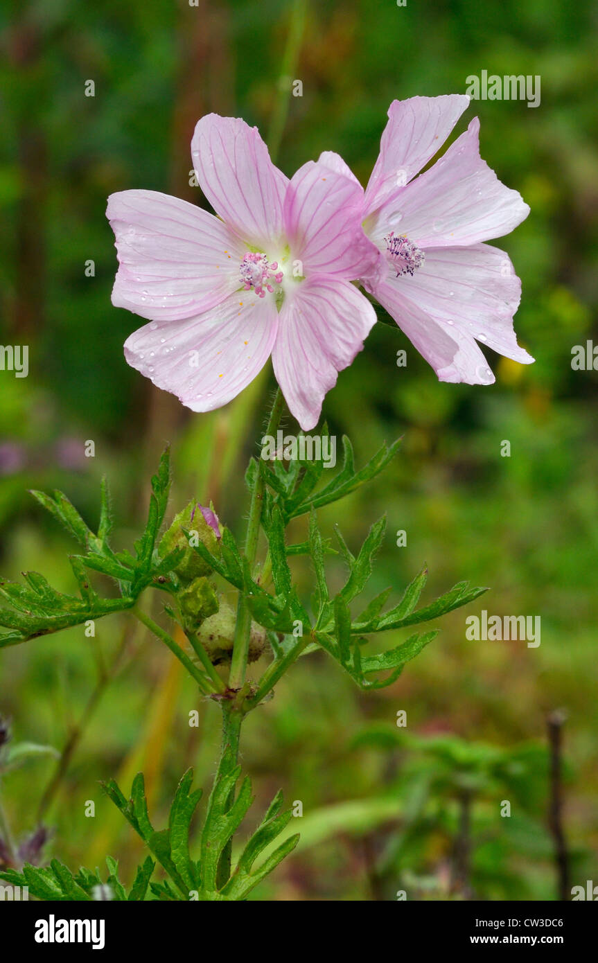 Musk Mallow - Malva moschata Stock Photo - Alamy