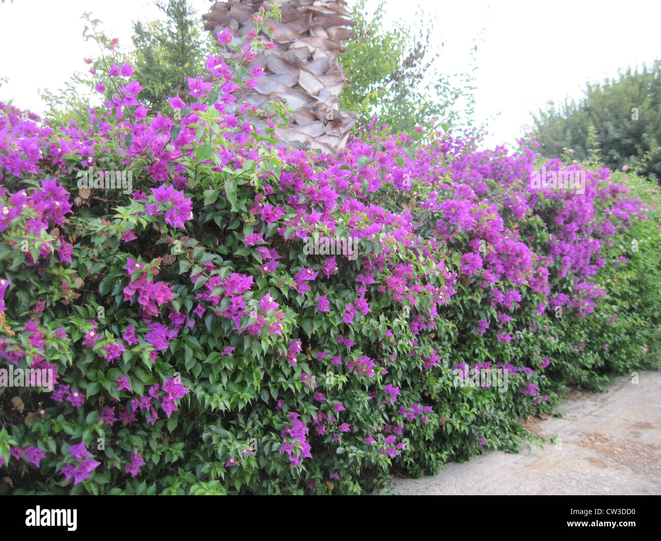 A colorful bushes at the path Stock Photo - Alamy