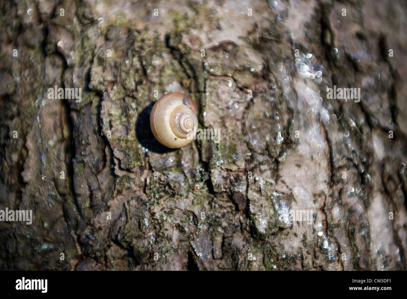 Strawberry Snail Trichia striolata Stock Photo - Alamy