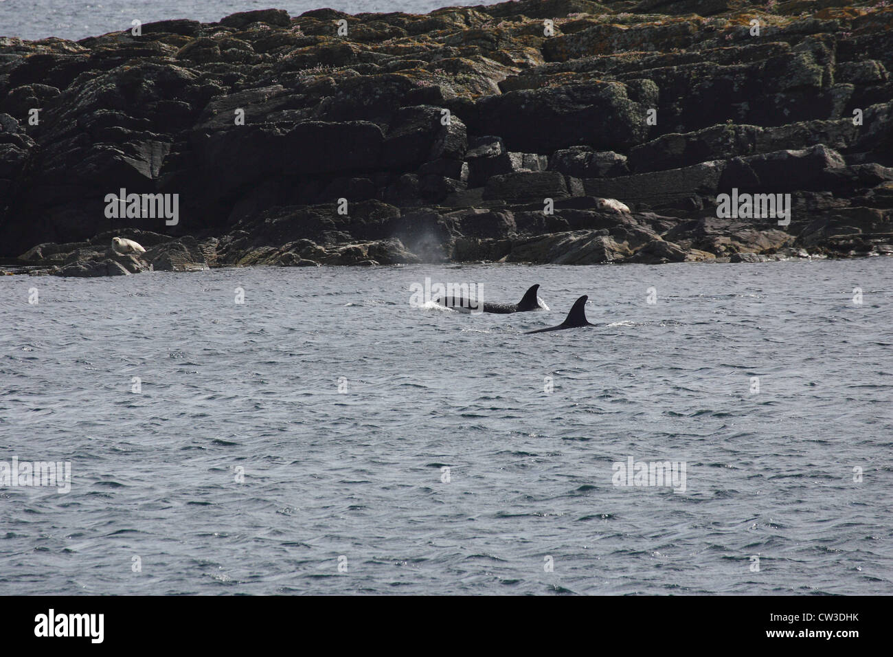 Killer Whales Orcinus orca off Mousa RSPB reserve, Shetland Islands ...