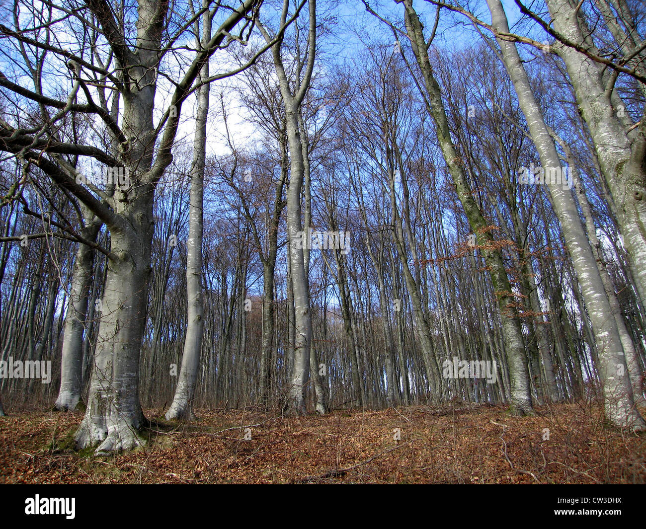 Silver beech forest hi-res stock photography and images - Alamy