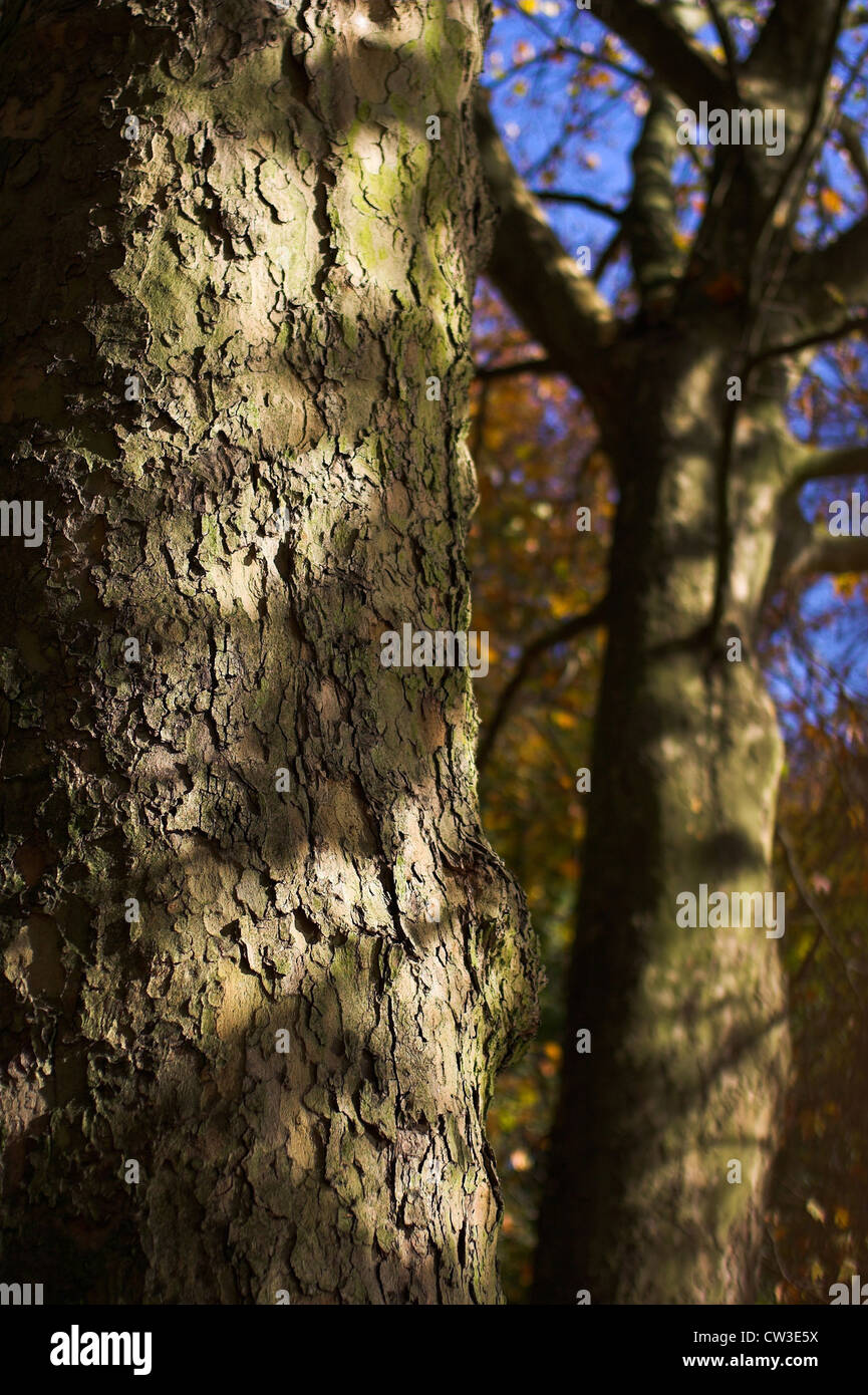 Berlin, tree with sparse foliage Stock Photo - Alamy