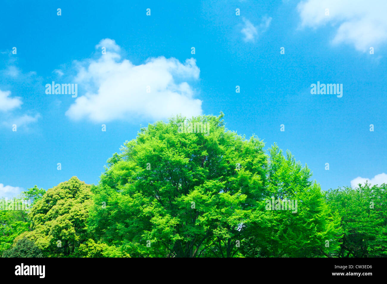 Green tree and blue sky Stock Photo - Alamy