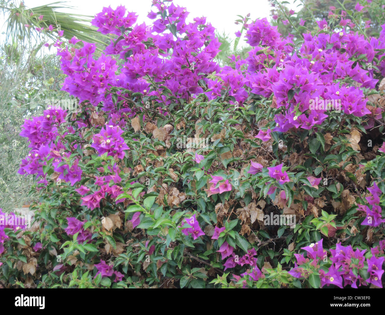 A colorful bush Stock Photo - Alamy