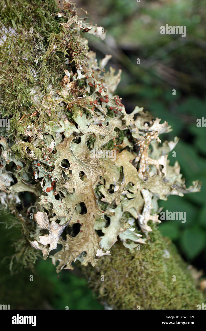 Moss near the ruins of Guisachan House near Home Falls, Tomich in the ...