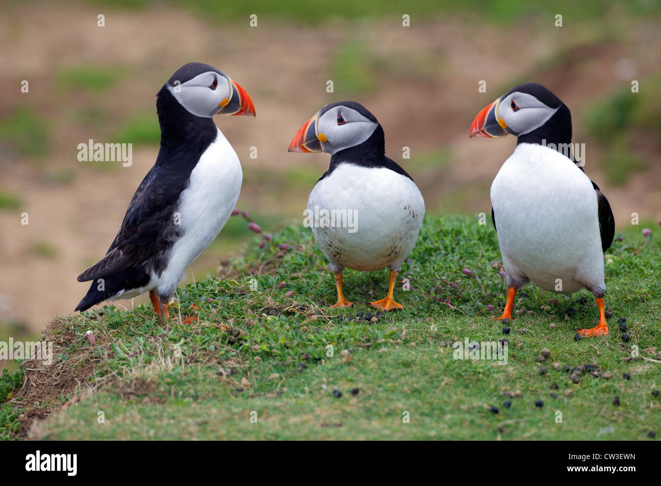 Female Puffin
