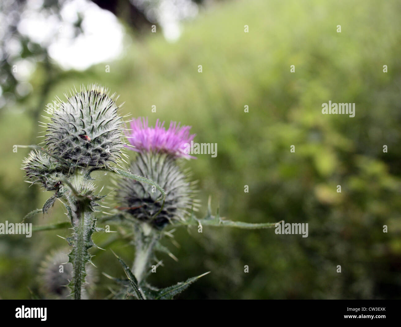 Wild thistles growing near the ruins of Guisachan House near Home Falls ...