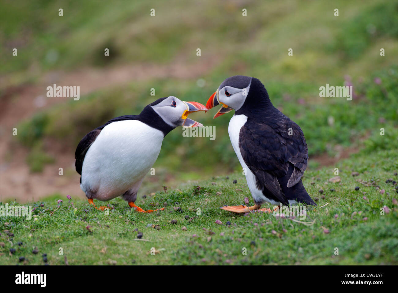 Atlantic puffins on pembrokeshire wales hi-res stock photography and ...