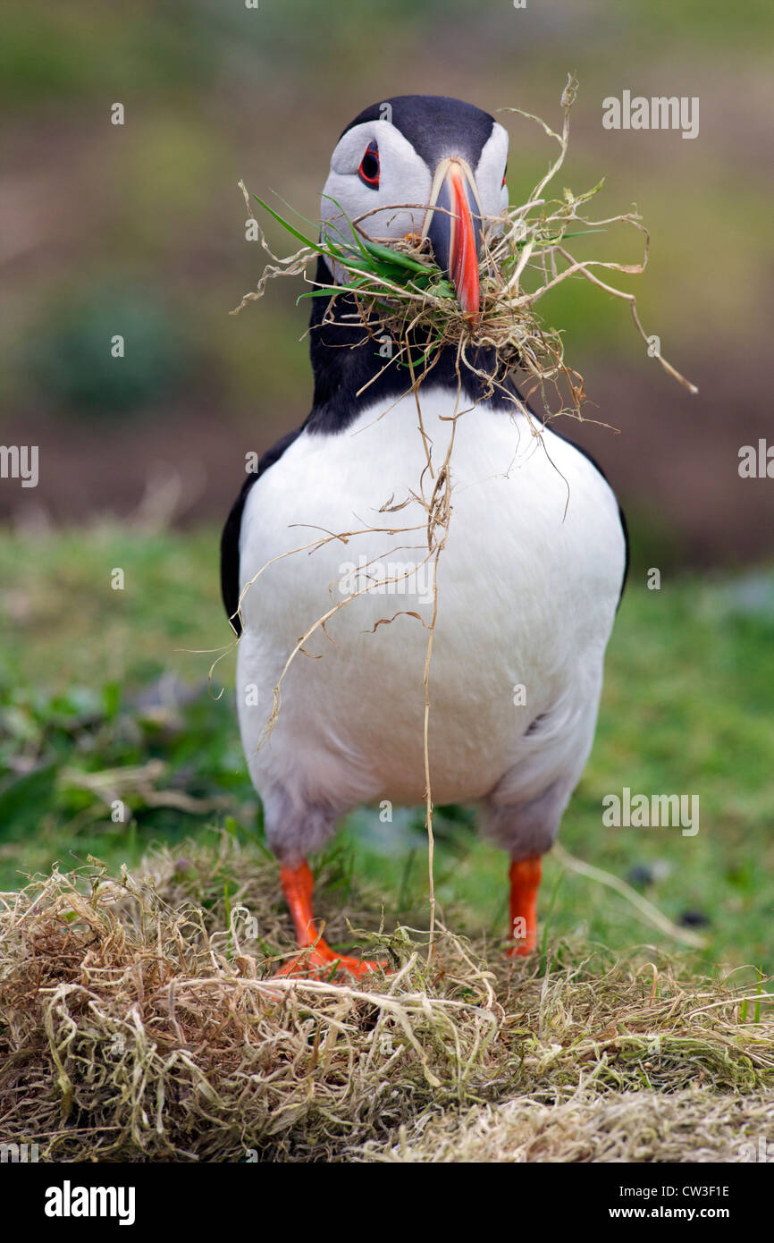 Atlantic Puffin gathering nesting material for burrow on Skomer Island ...