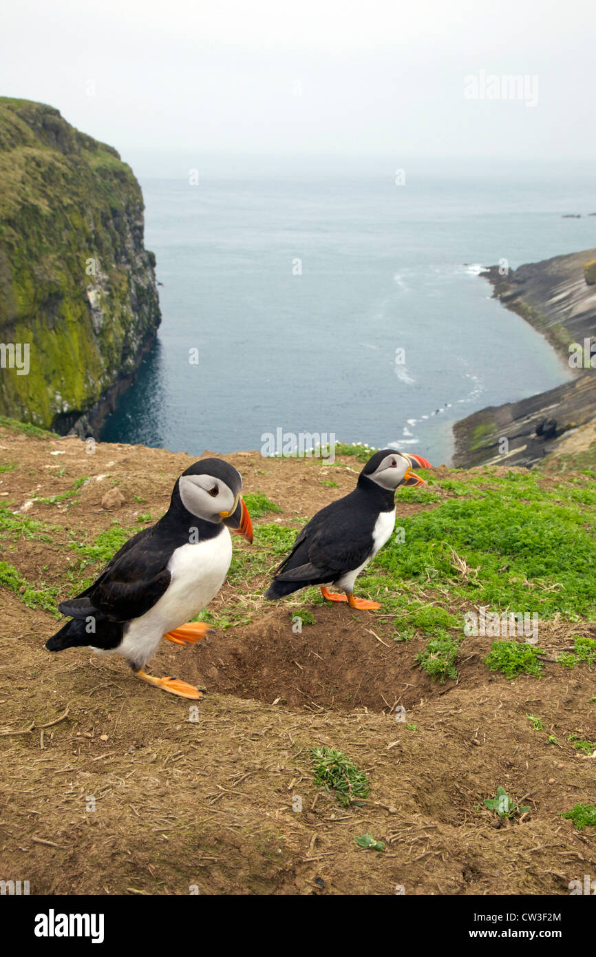 Atlantic Puffins, Fratercula arctica, standing by nesting burrow on ...