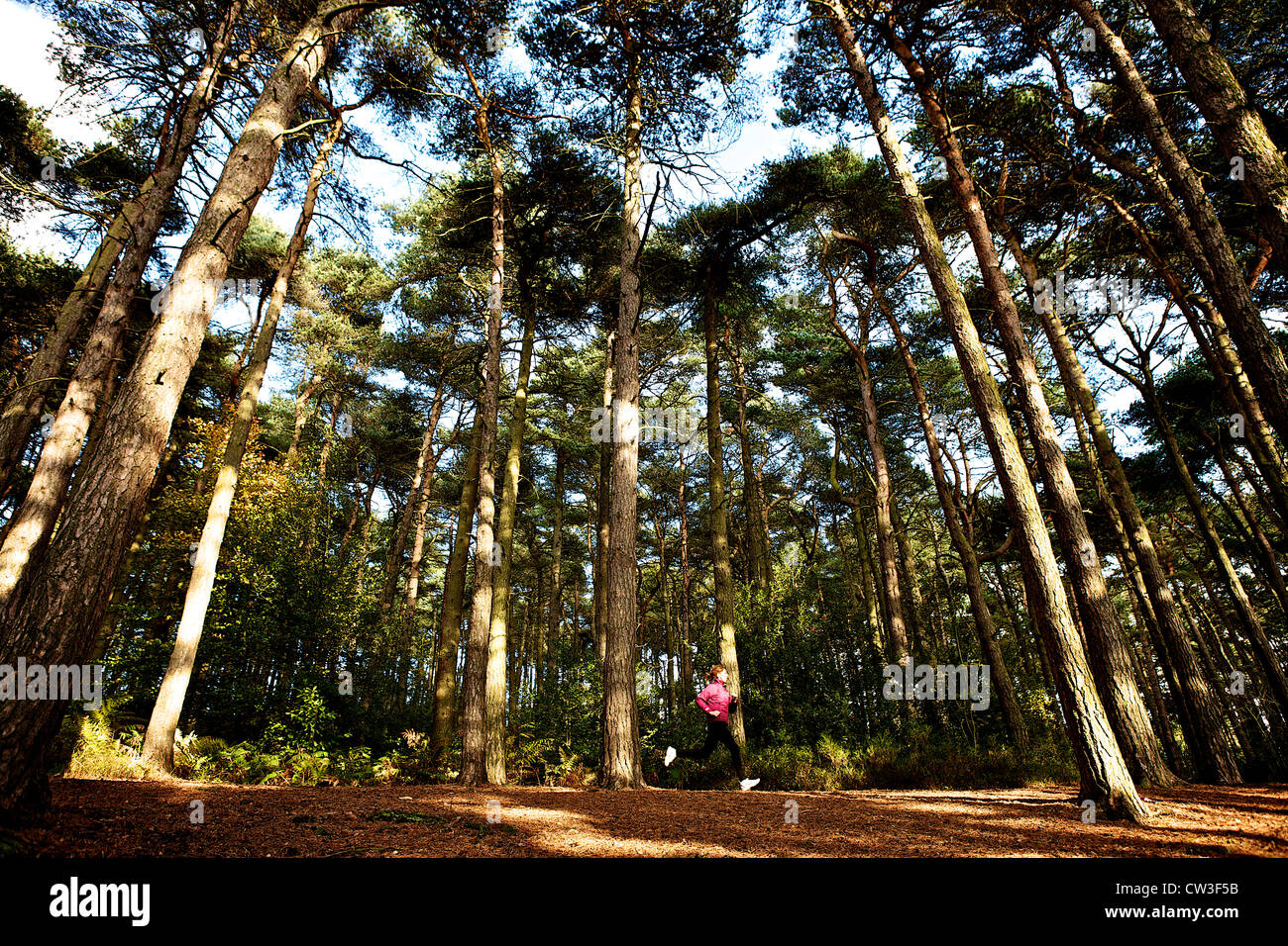 cross country run through forest Stock Photo - Alamy