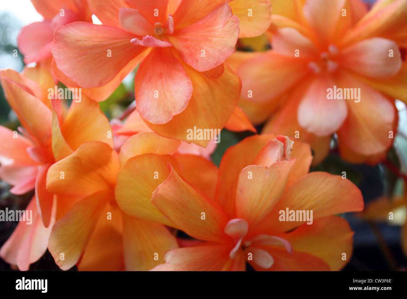 Flowers in a garden in Tomich in the Scottish Highlands Stock Photo - Alamy