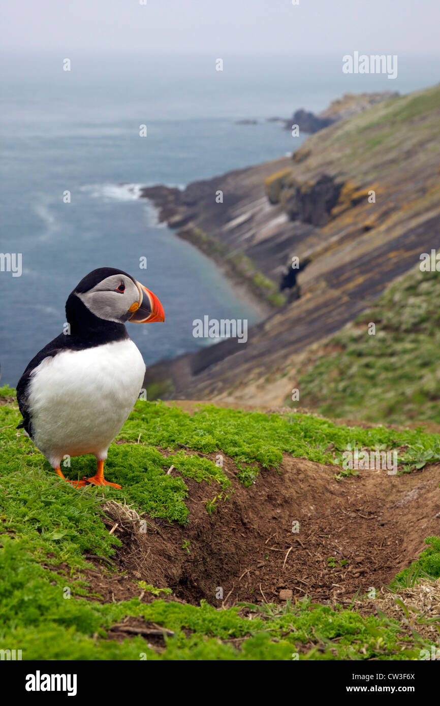 Puffin burrow hi-res stock photography and images - Alamy