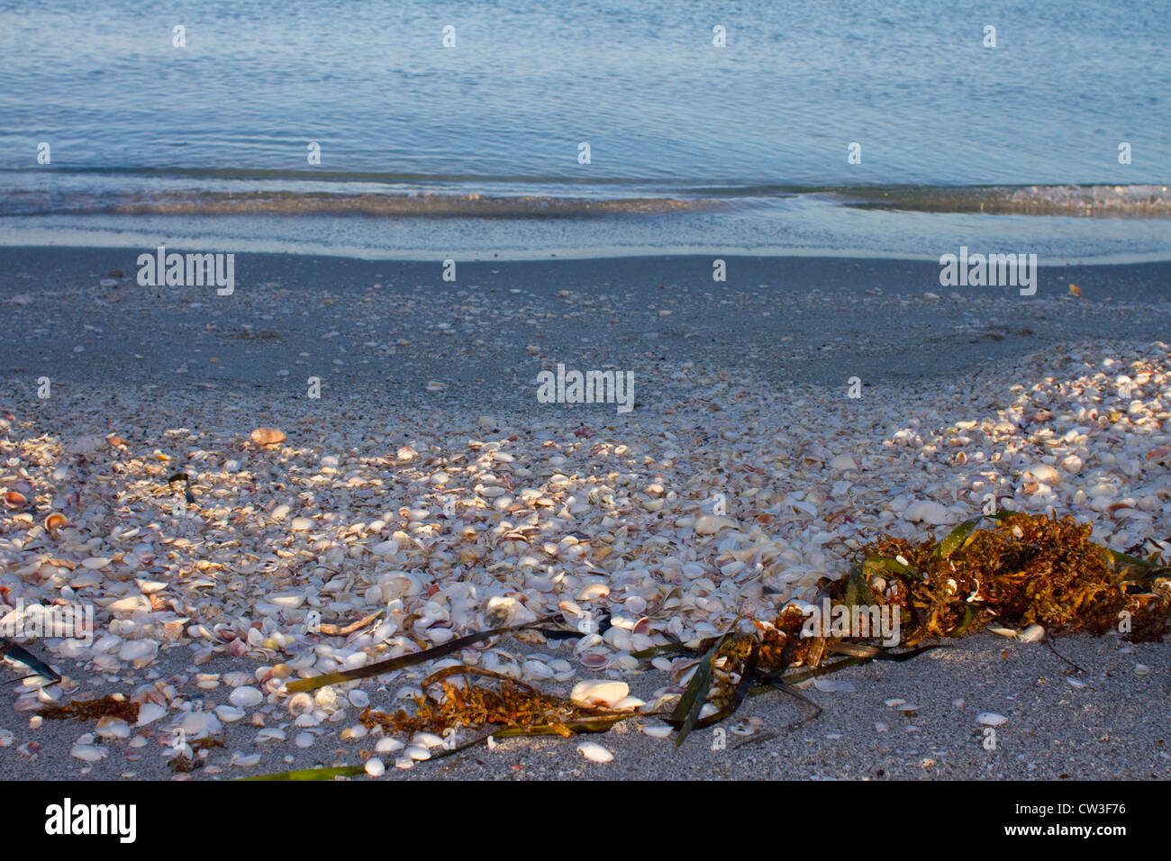 Seashells on a beach in Sanibel island Florida Stock Photo - Alamy