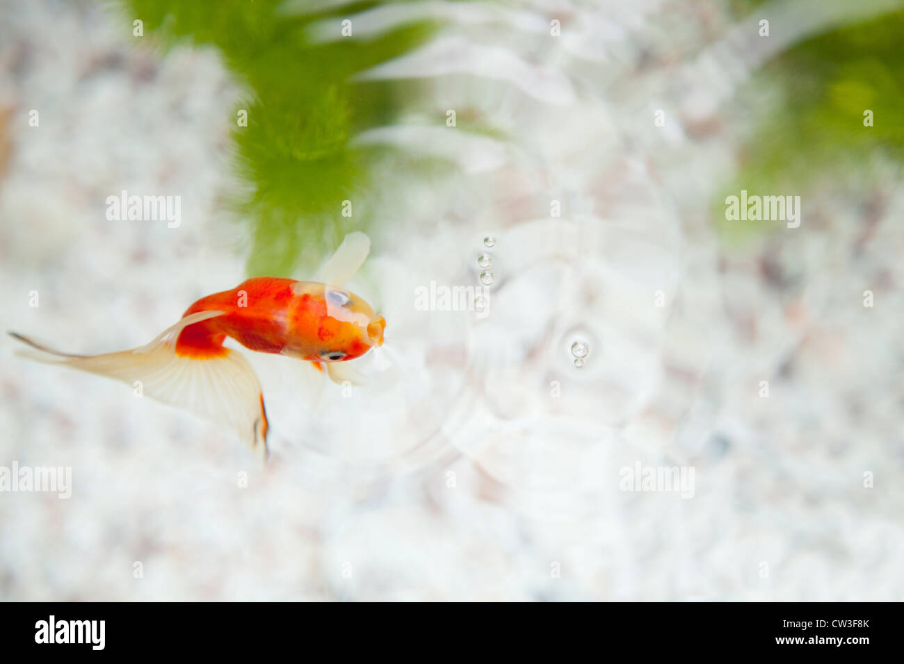 One goldfish hi-res stock photography and images - Alamy