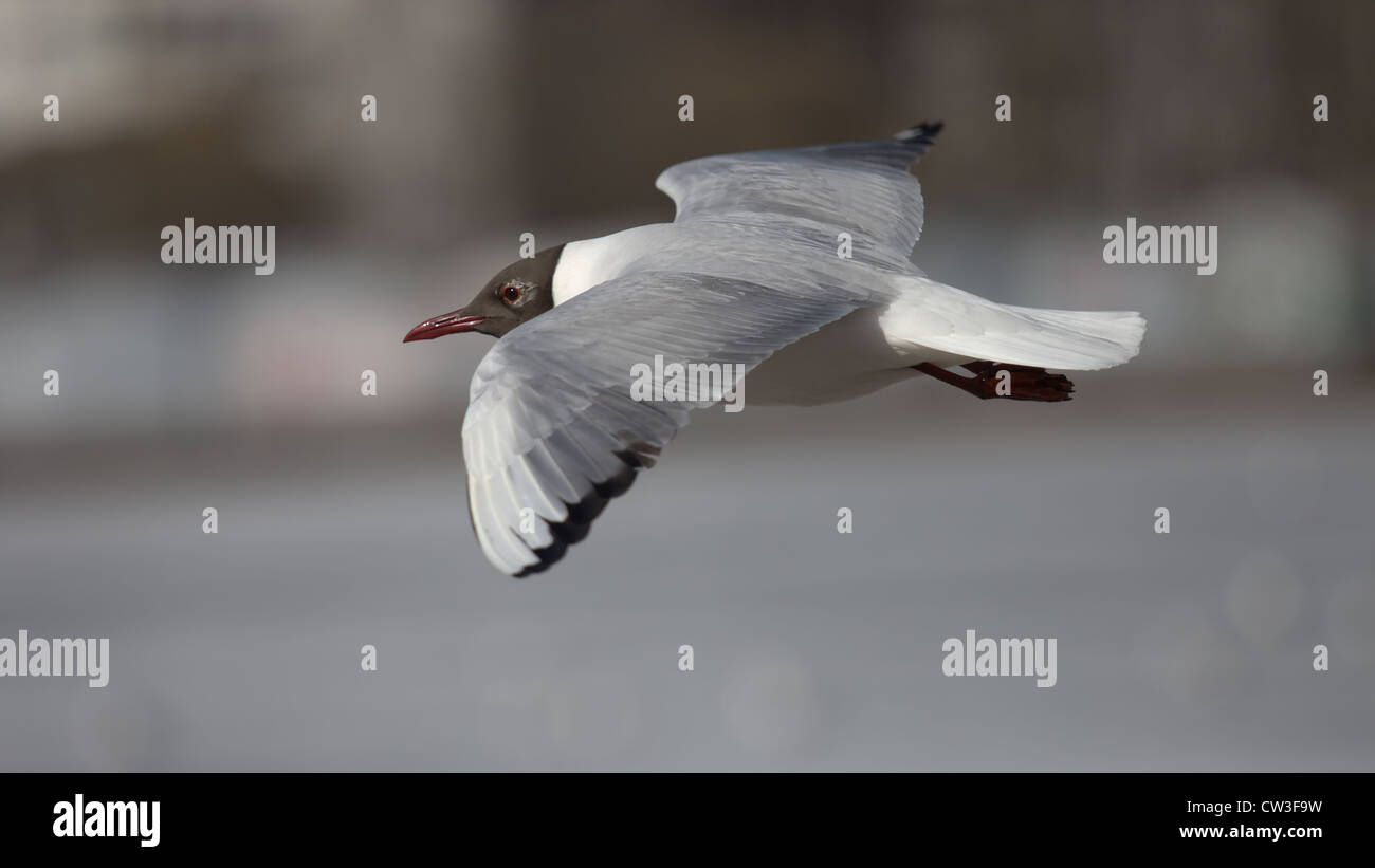 Black-Headed Gull, Pond on the outskirts of St.Petersburg, Russia Stock ...