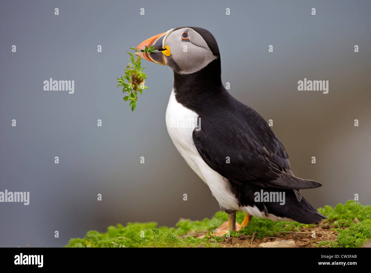 Atlantic Puffin gathering nesting material for burrow on Skomer Island ...