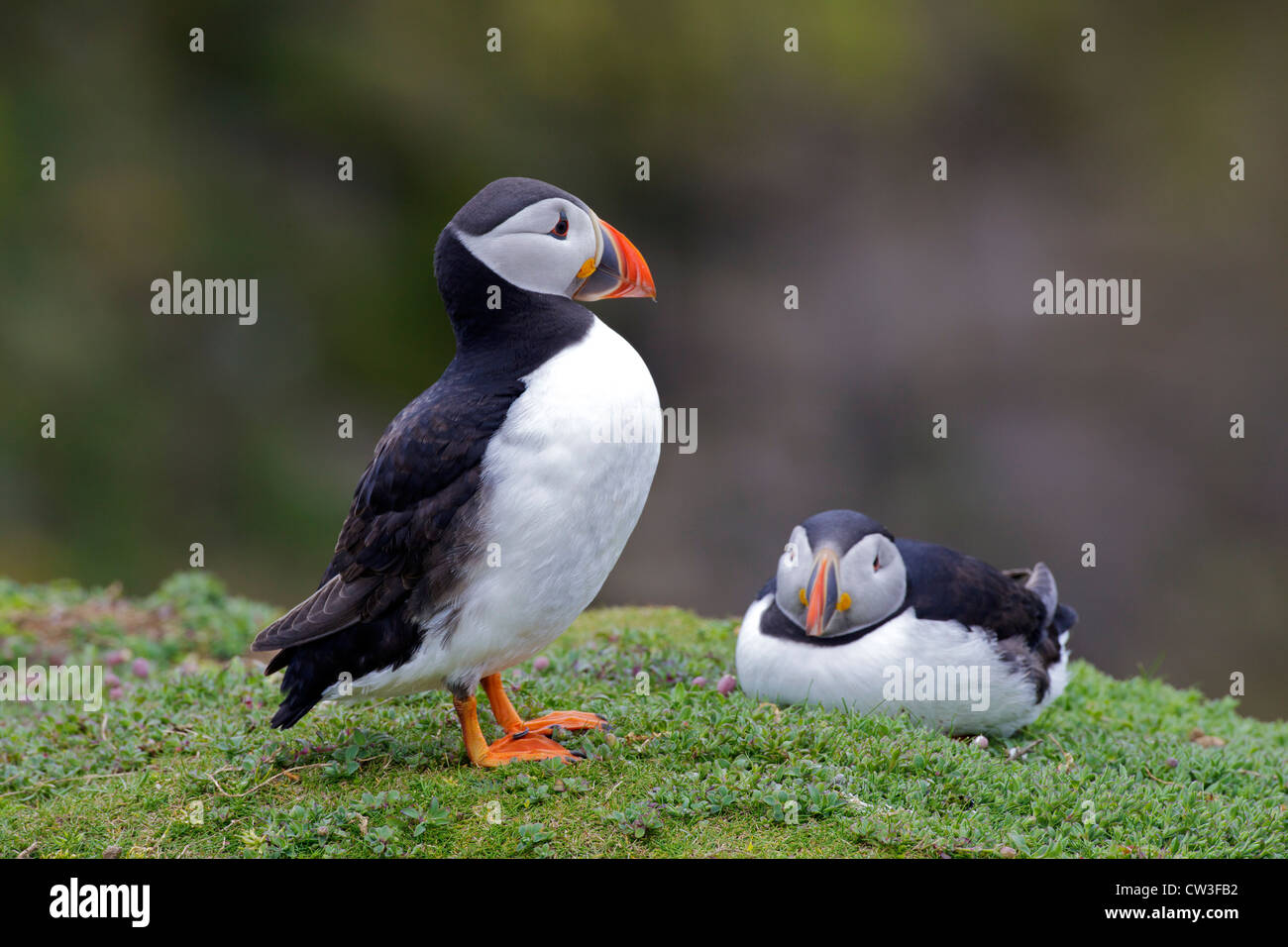 Atlantic puffins on pembrokeshire wales hi-res stock photography and ...