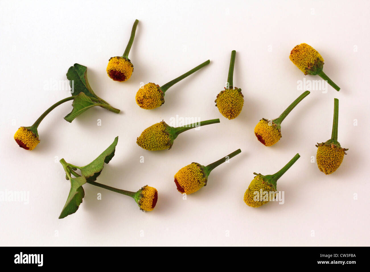 Paracress. Acmella spilanthes or oleracea Stock Photo - Alamy